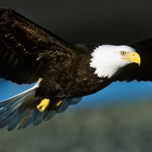 The Eagle in Native American Culture - Southwest Arts and Design