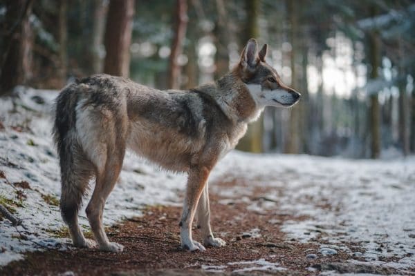 The Wolf in Native American Culture